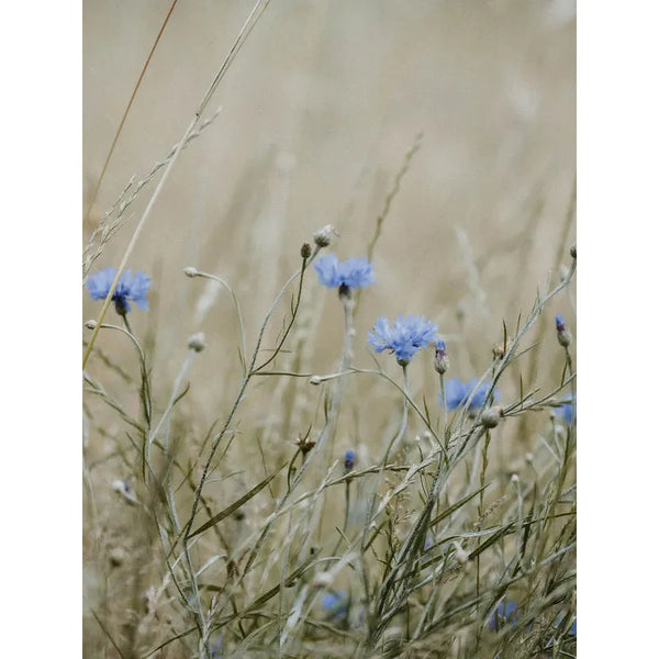 Plum & Ashby Cornflower & Meadow Hand Wash - Abraxas Cookshop